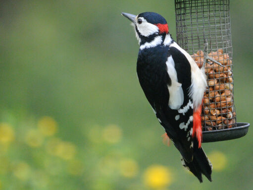 Garden Bird Survey | Gloucestershire Wildlife Trust