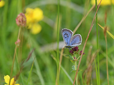 Gloucestershire's large blue butterflies | Gloucestershire Wildlife Trust