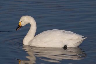 Waterfowl | Gloucestershire Wildlife Trust