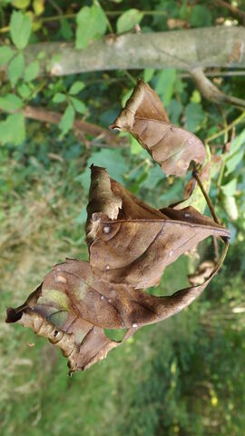 Ash dieback in Gloucestershire | Gloucestershire Wildlife Trust