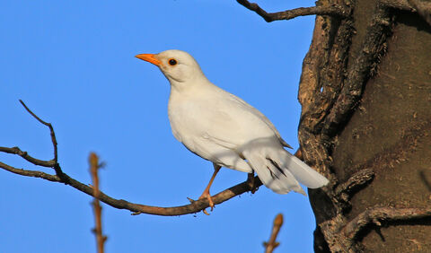 Birds | Gloucestershire Wildlife Trust