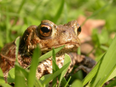 Toads on Roads | Gloucestershire Wildlife Trust