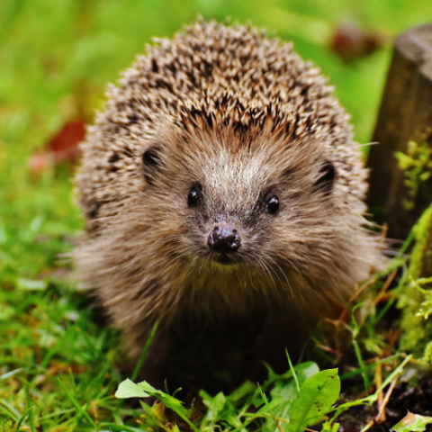 Hedgehog Download | Gloucestershire Wildlife Trust