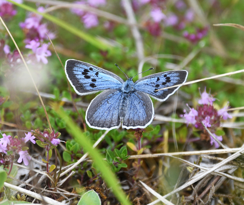 A great summer for the once extinct large blue butterfly ...