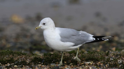 Common gull | Gloucestershire Wildlife Trust