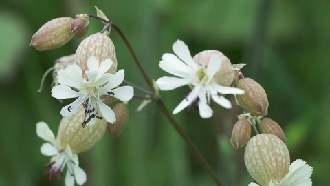 Bladder campion | Gloucestershire Wildlife Trust