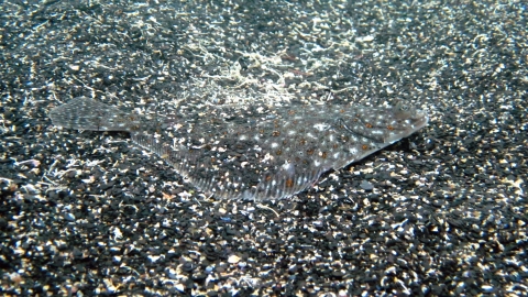 Plaice | Gloucestershire Wildlife Trust