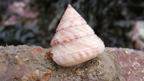 Painted topshell | Gloucestershire Wildlife Trust
