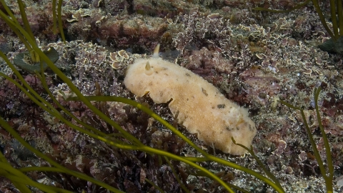 Sea lemon | Gloucestershire Wildlife Trust