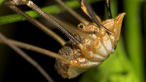 Common harvestman | Gloucestershire Wildlife Trust