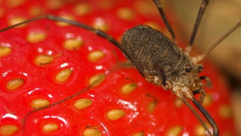Common harvestman | Gloucestershire Wildlife Trust