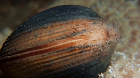 Ocean quahog | Gloucestershire Wildlife Trust