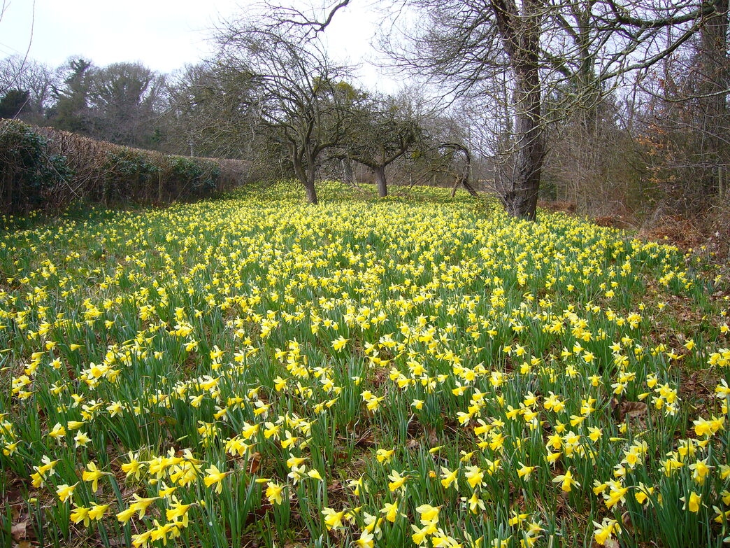 Newent's Wild Daffodils | Gloucestershire Wildlife Trust