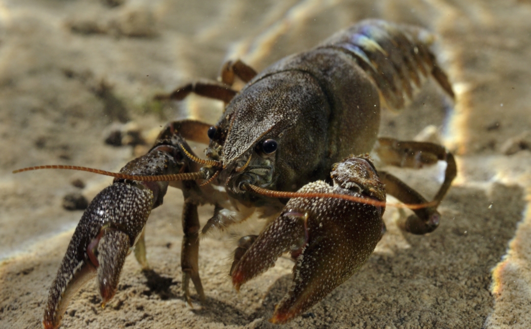 White-clawed crayfish translocation project | Gloucestershire Wildlife ...