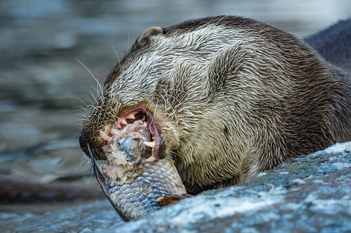 Food Glorious Food | Gloucestershire Wildlife Trust