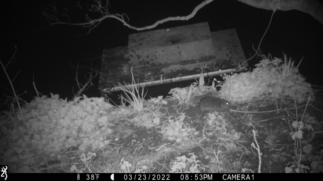 Making canal restoration a win for both people and wildlife ...