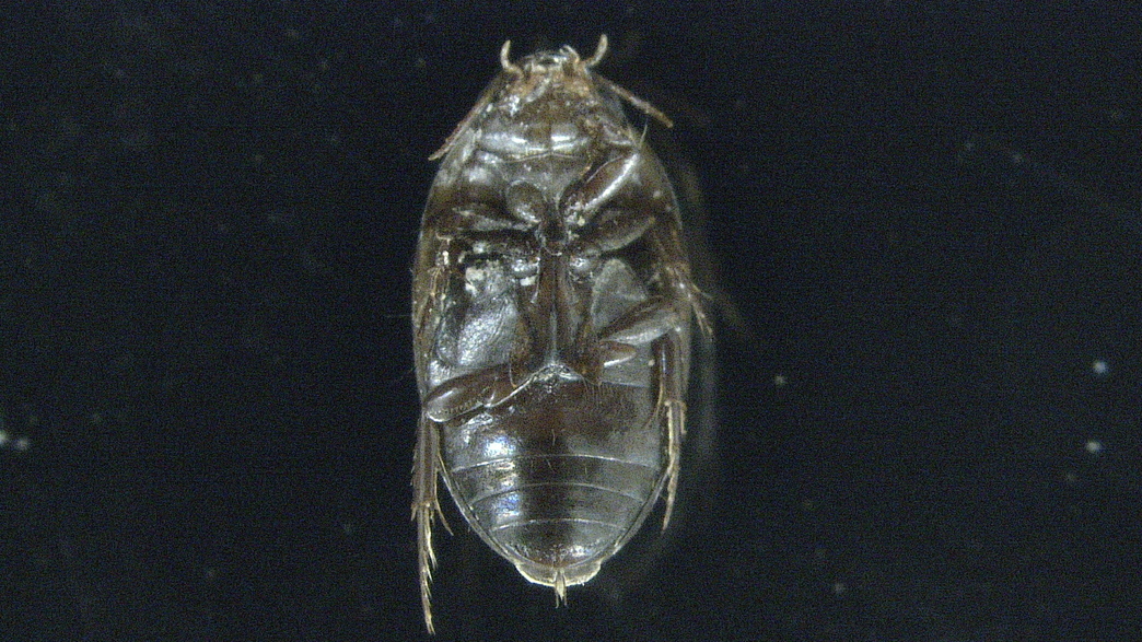 Giving ponds a voice: documenting the bizarre and mysterious underwater ...