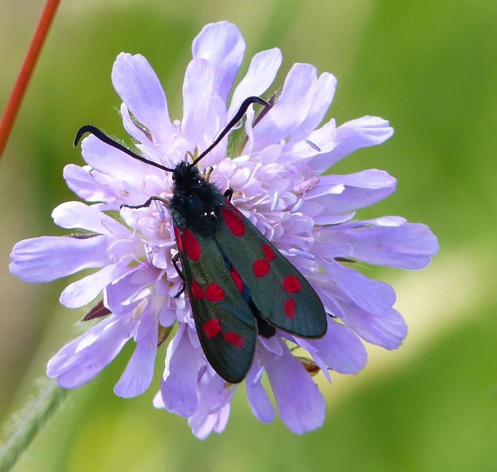 Gloucestershire's large blue butterflies | Gloucestershire Wildlife Trust