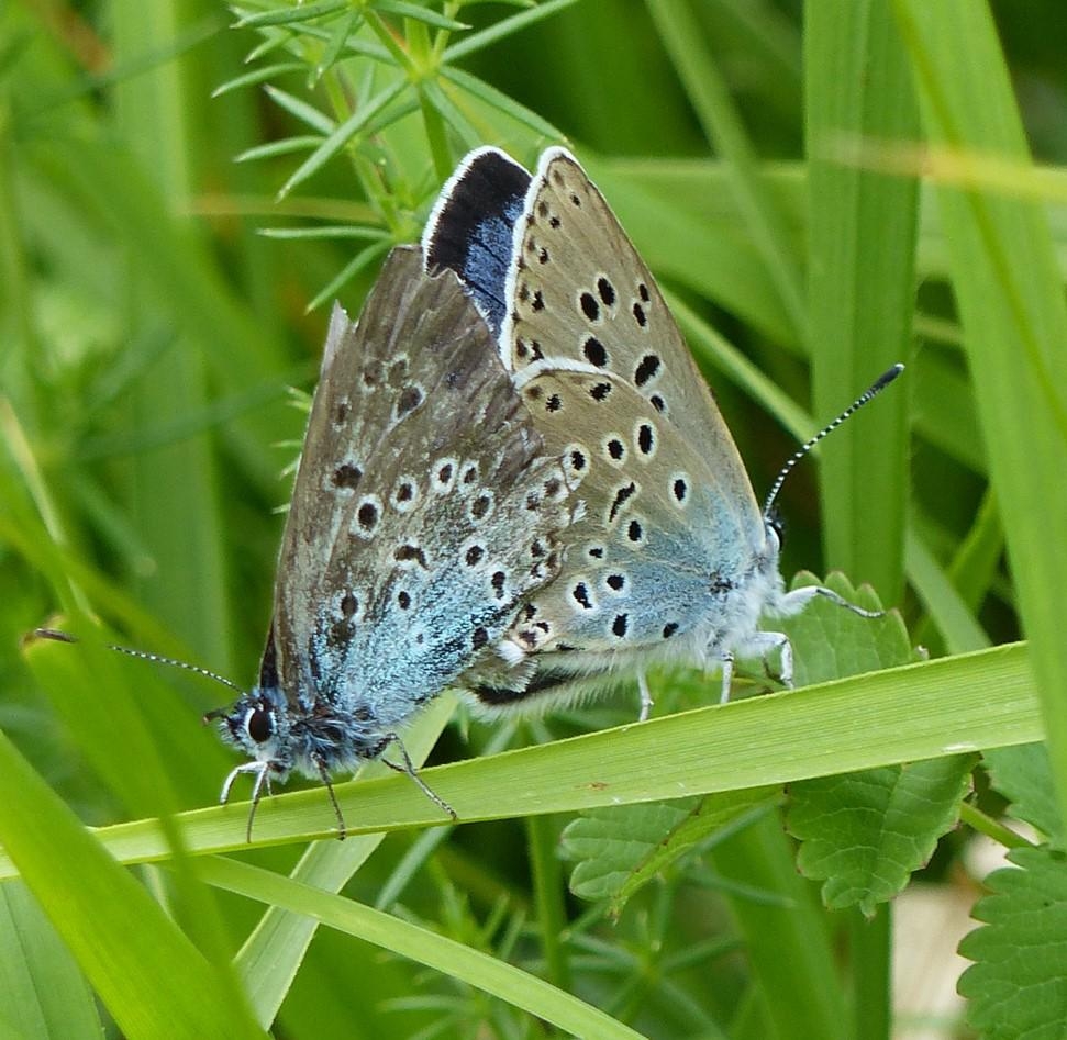 Gloucestershire's large blue butterflies | Gloucestershire Wildlife Trust