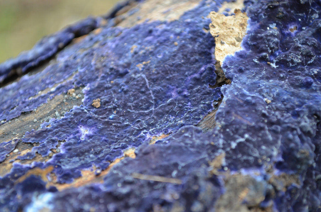 Five minutes with GWT's resident fungi expert | Gloucestershire ...