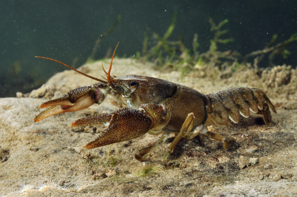 White-clawed Crayfish | Gloucestershire Wildlife Trust
