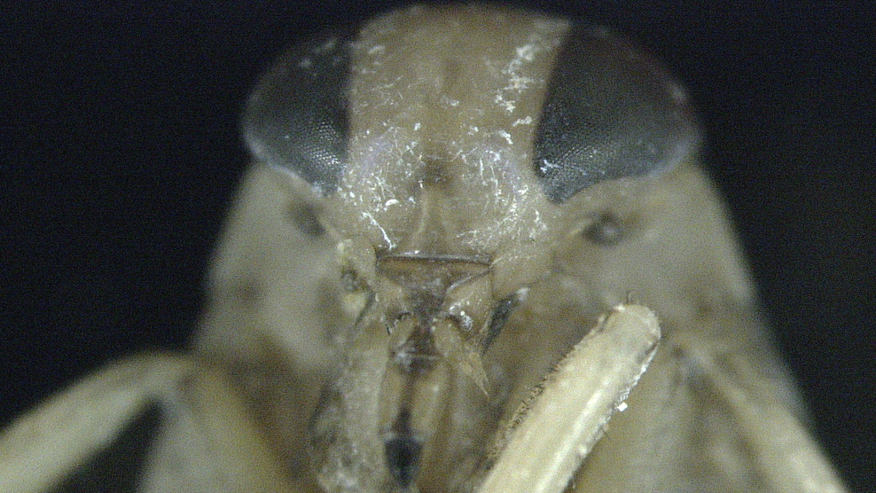 Giving ponds a voice: documenting the bizarre and mysterious underwater ...