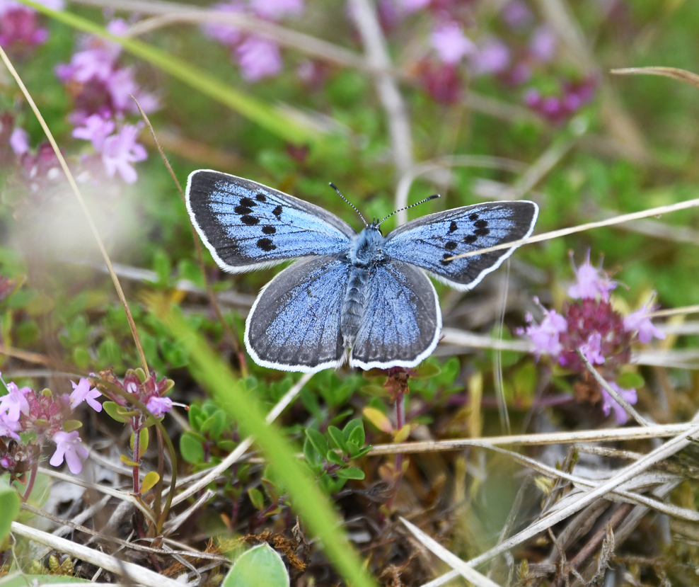 Gloucestershire's large blue butterflies | Gloucestershire Wildlife Trust