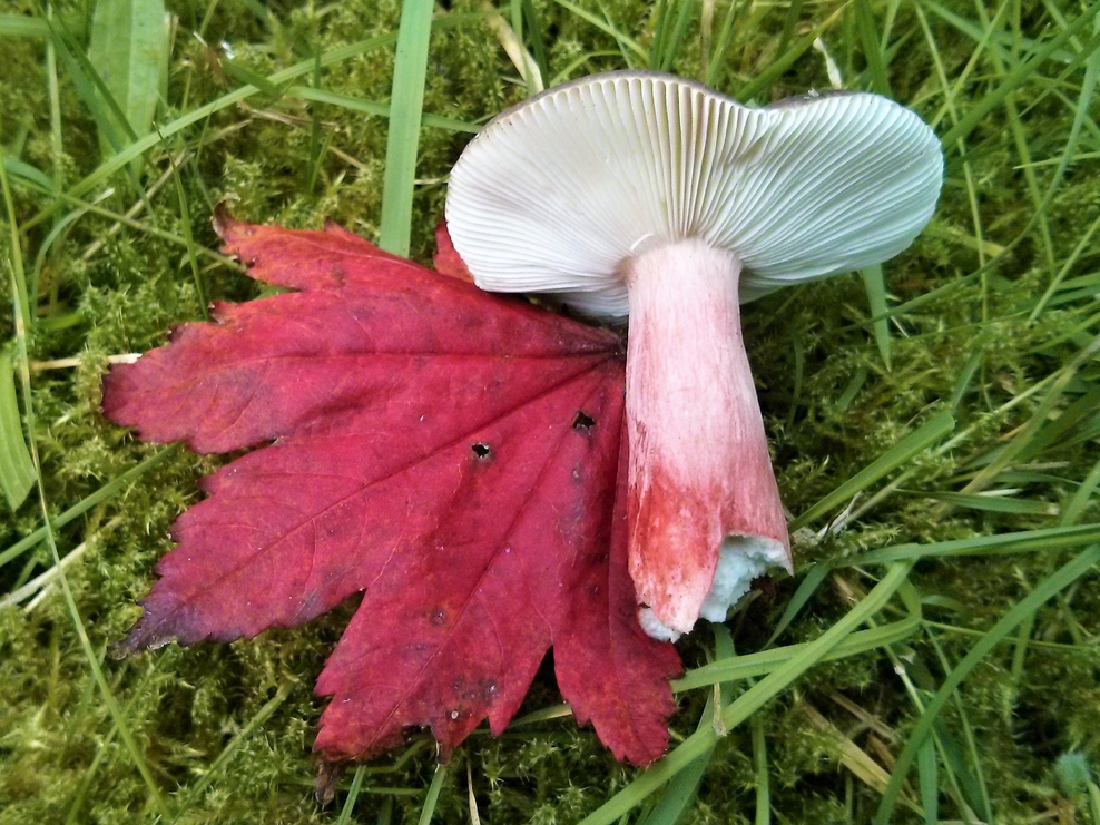 Five minutes with GWT's resident fungi expert | Gloucestershire ...