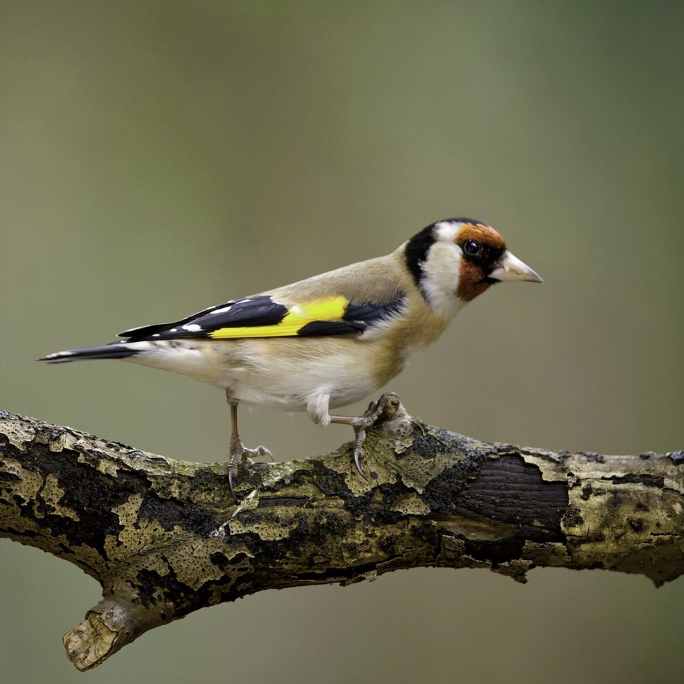 Garden Bird Survey | Gloucestershire Wildlife Trust