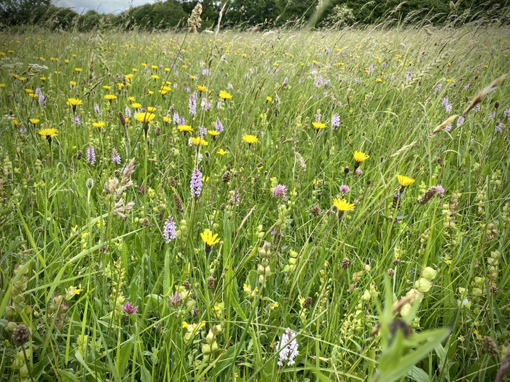 Home | Gloucestershire Wildlife Trust