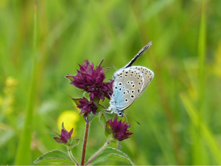 Gloucestershire's large blue butterflies | Gloucestershire Wildlife Trust