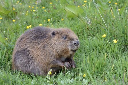 Beaver FAQs | Gloucestershire Wildlife Trust