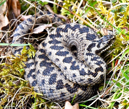 The secretive adders who call Gloucestershire home | Gloucestershire ...