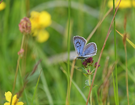 Gloucestershire's large blue butterflies | Gloucestershire Wildlife Trust